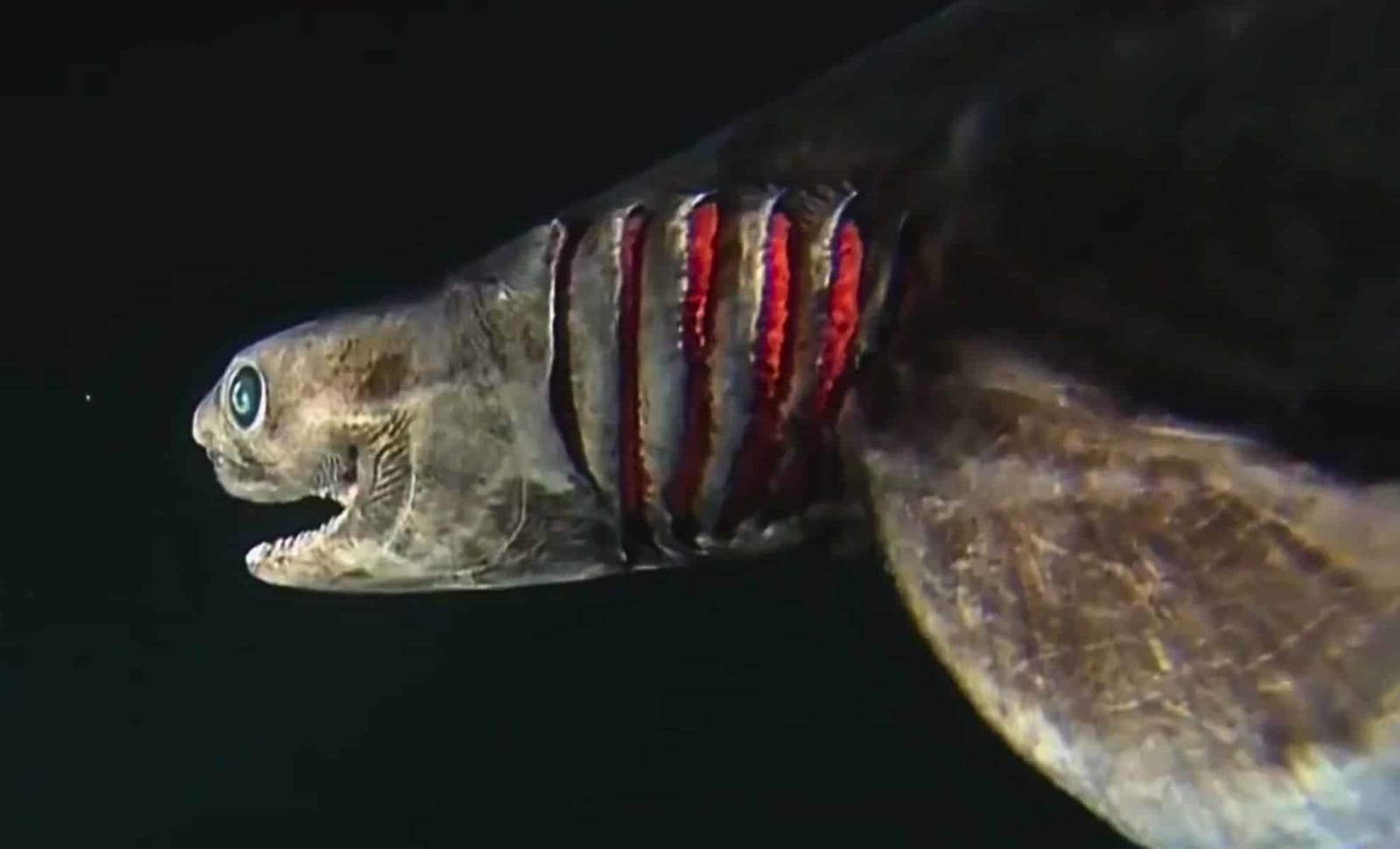 Terrifying Deep-Sea Predator With a “Snake-Like Head” Resurfaces After ...