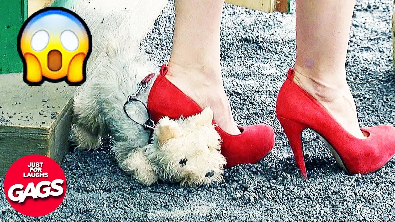 Hot Girl Steps On His Dog | Just For Laughs Gags
