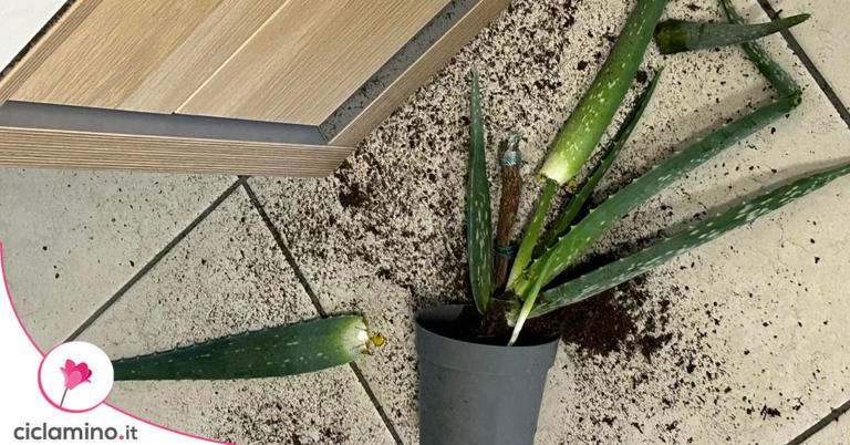 Ops mi è caduta la pianta di Aloe Vera e allora ho pensato di moltiplicarla