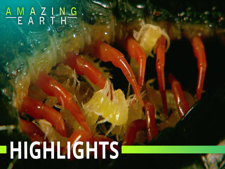 Amazing Earth: Centipede, a silent killer in the jungle!