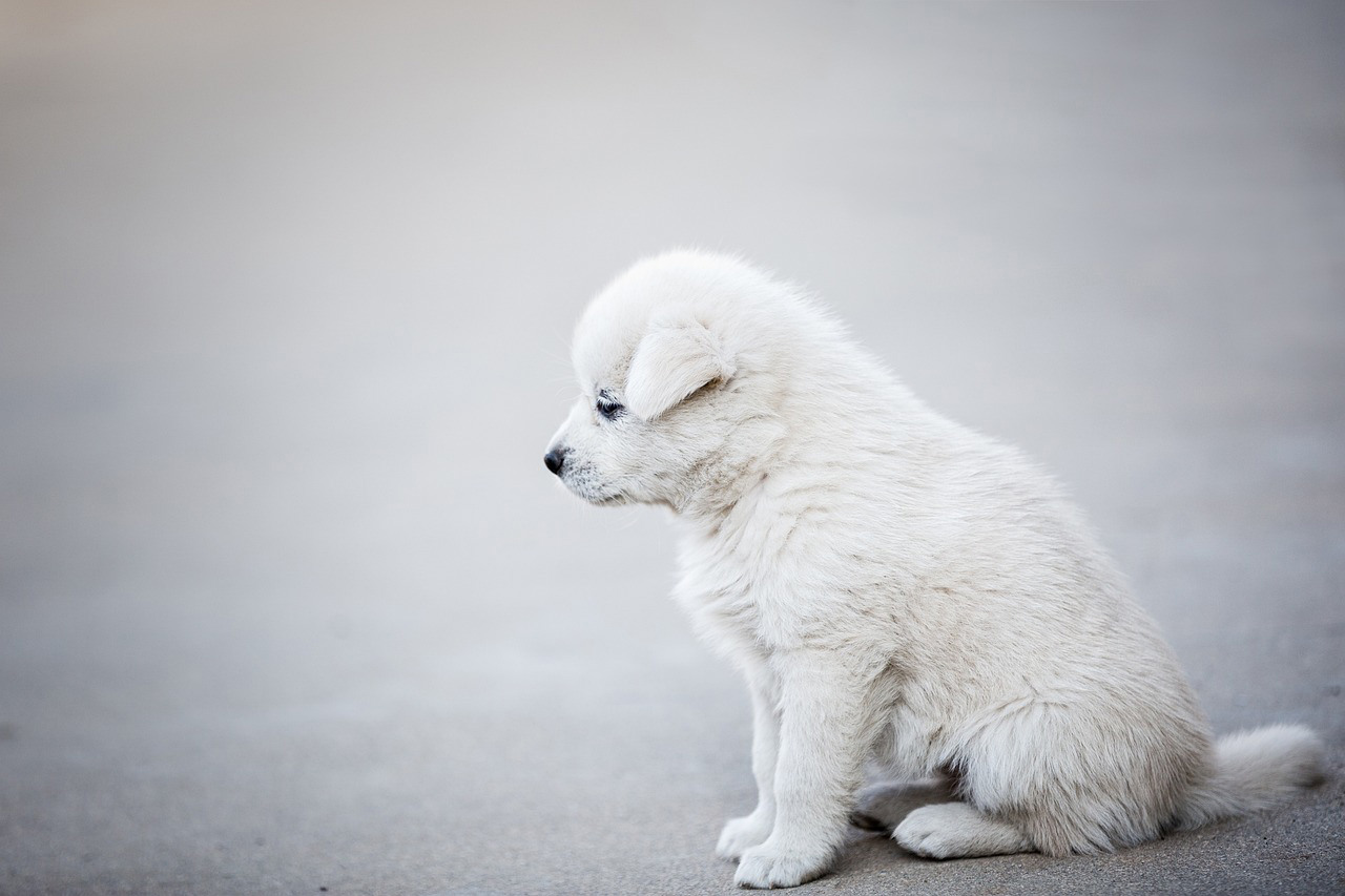 What Your Dog’s Tail Is Telling You: Decoding the Language of Canine ... What Your Dog’s Tail Is Telling You: Decoding the Language of Canine ...
