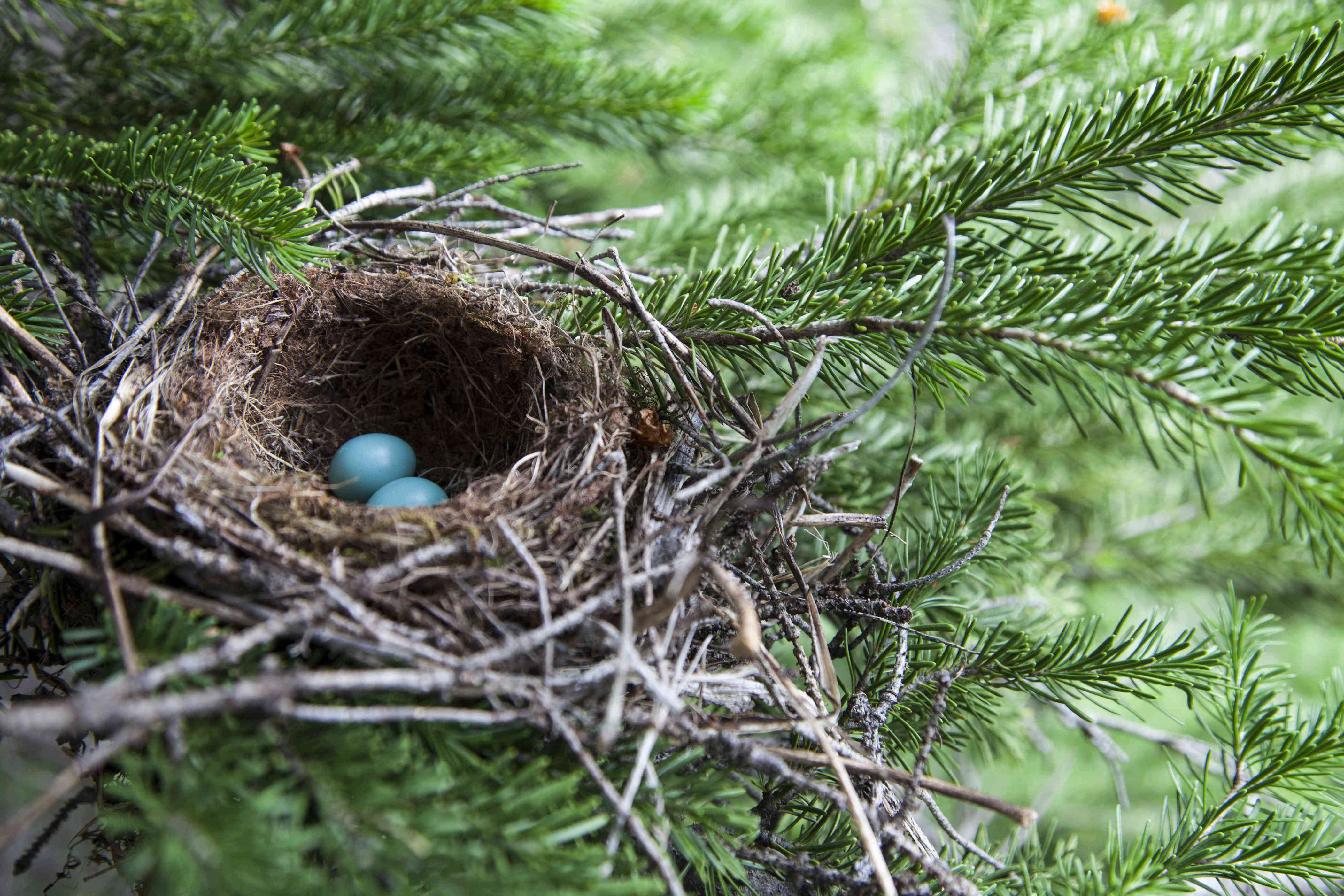 How to Stop Birds from Nesting in Unwanted Spots: 7 Bird-Safe Methods