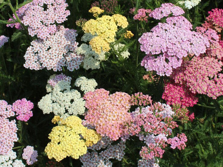 Stauden im Garten: Diese 5 Pflanzen locken Bienen magisch an