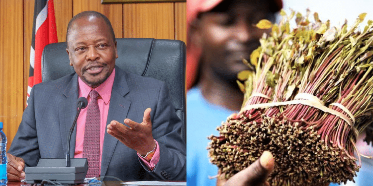 Government Announces New Miraa Prices After Protests