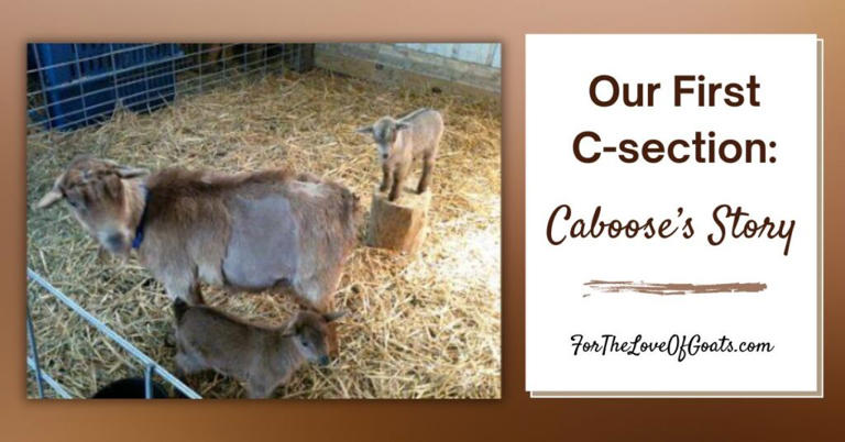 Our First C-section: Caboose’s Story