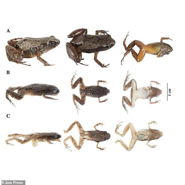 Leonardo DiCaprio has a frog named after him