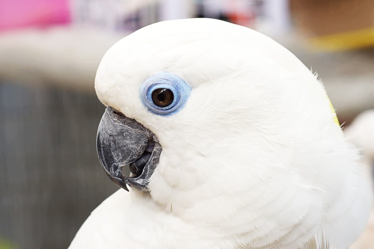 Cockatoo Thinks He’s a Spray Bottle and It’s Too Funny