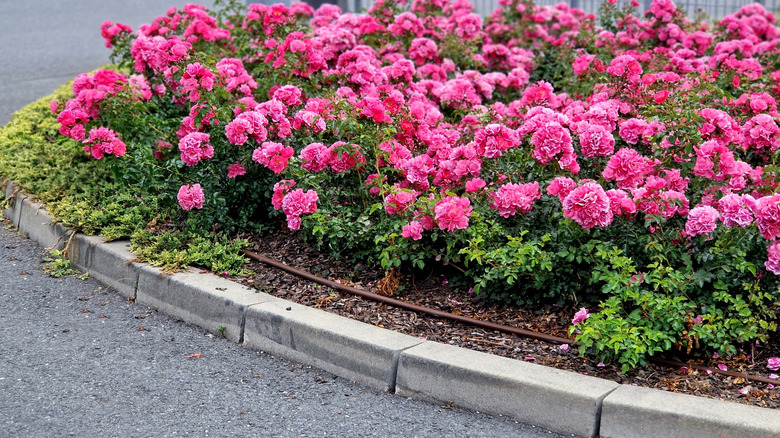 11 Best Ground Covers For Flower Beds