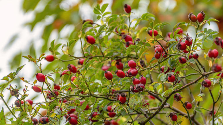 Everything You Need To Know About Rosehips