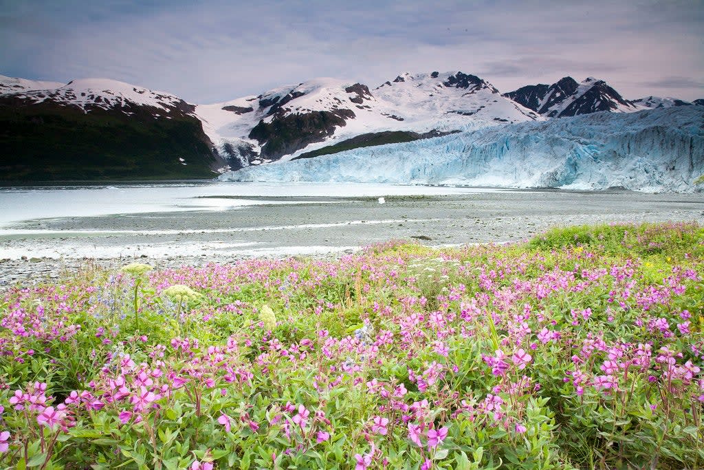 Ice age plants reveal clues about climate change and mass extinctions