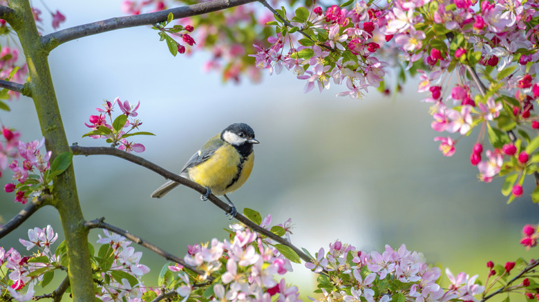 The Winter Gardening Task That'll Prep Your Yard For Spring Birds