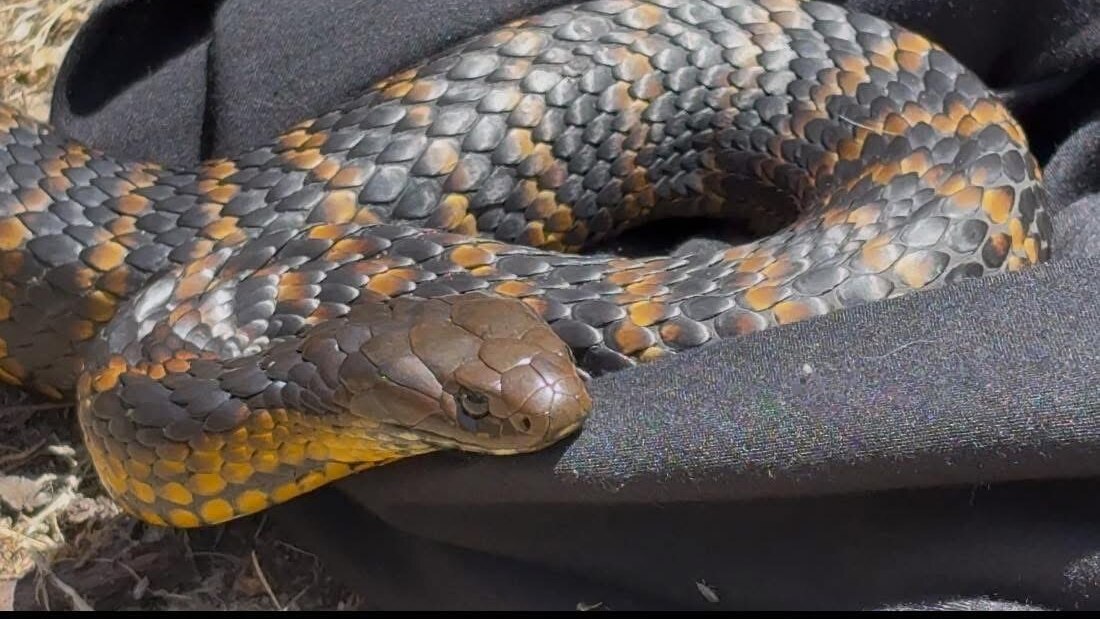 Summer snake sightings increase across Adelaide as catcher warns ...