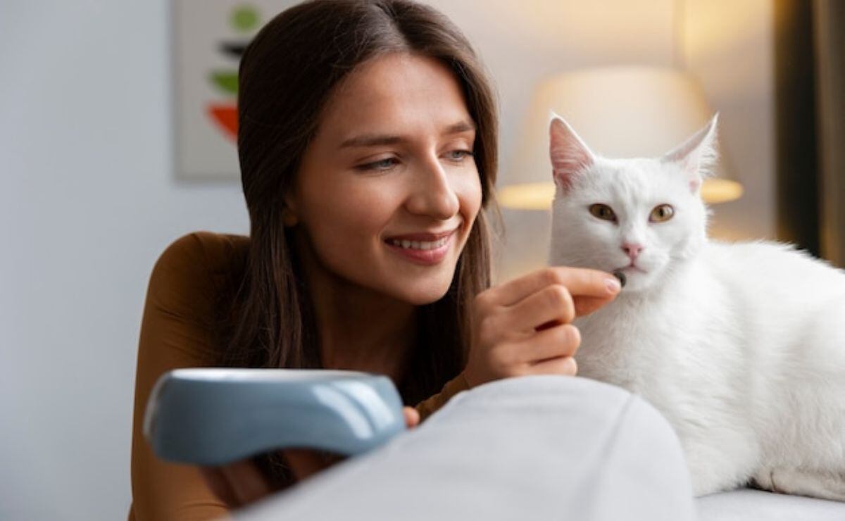 ¿Cuál es la temperatura normal de un gato?; experta responde