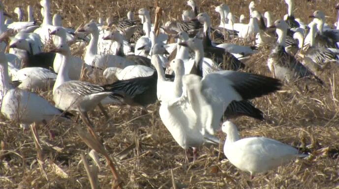 Spring light goose conservation order preview
