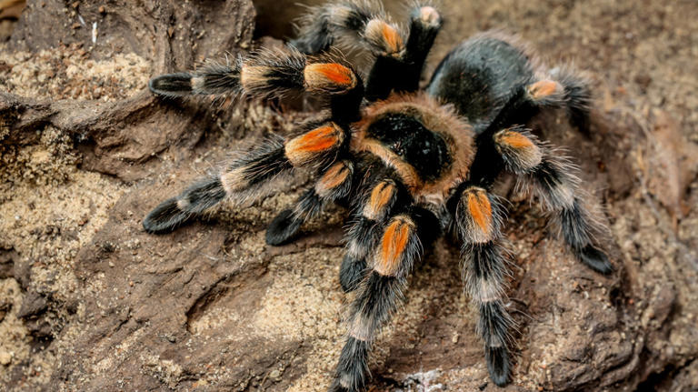 One Of The World's Most Feared Spiders Can Live Up To 30 Years As A Pet