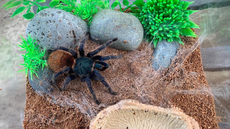 One Of The World's Most Feared Spiders Can Live Up To 30 Years As A Pet