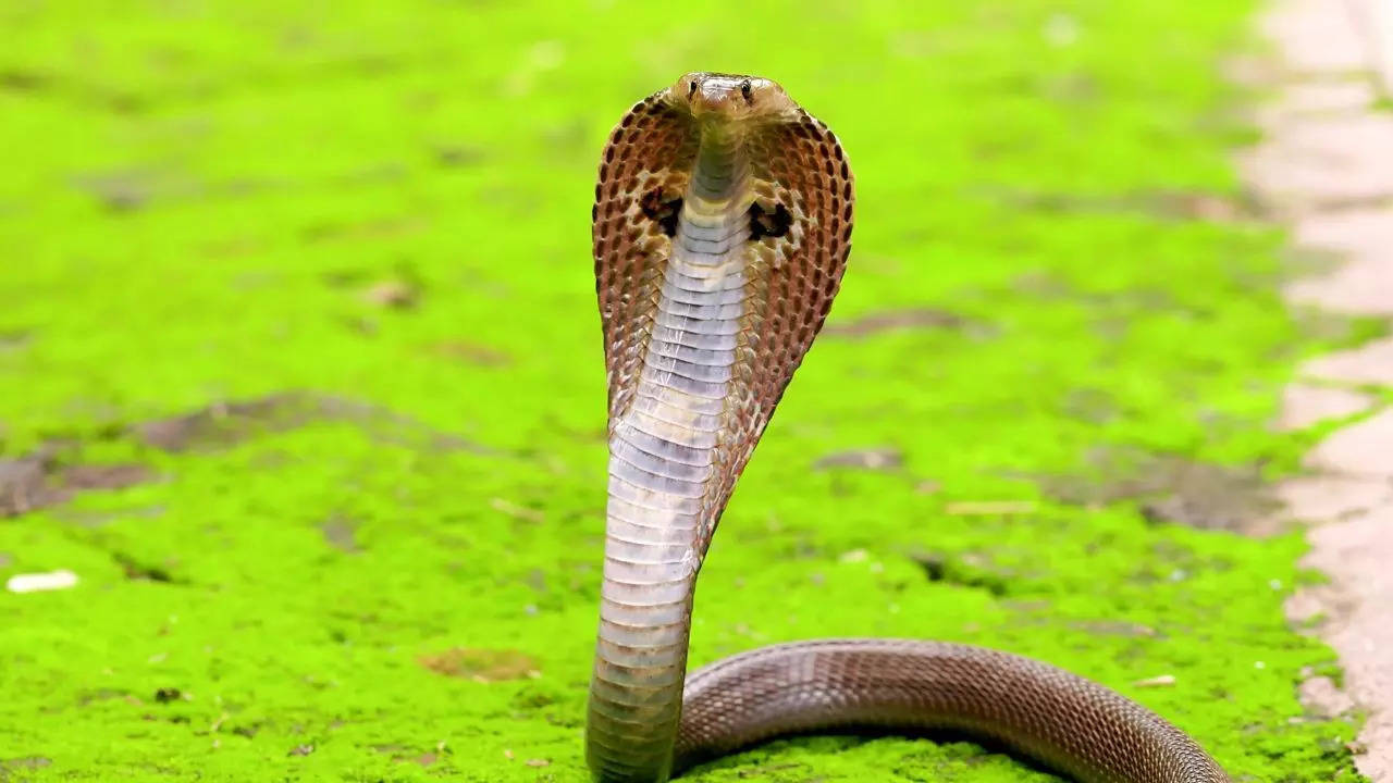This man’s out-of-the-box way of catching a cobra has everyone talking
