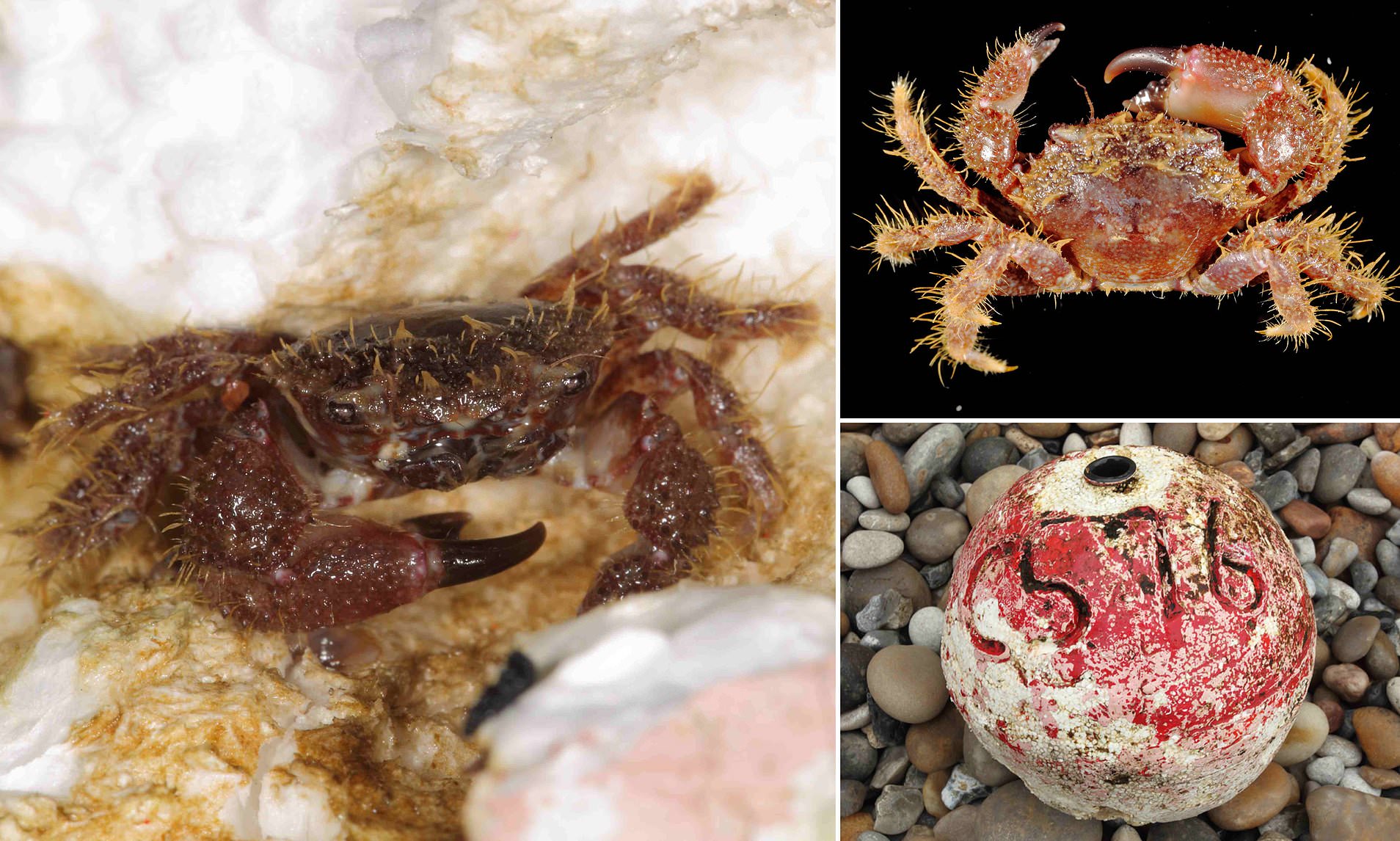 Exotic crab is found in UK waters for first time