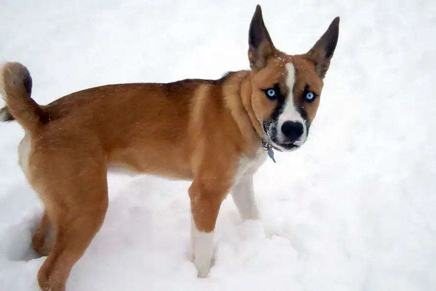 From Mastidoodle to Pitsky: 10 Wild Dog Mixes You’ve Probably Never ...