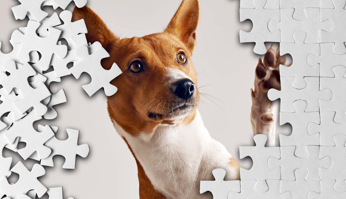 9 Most Stimulating Brain Games for Dogs