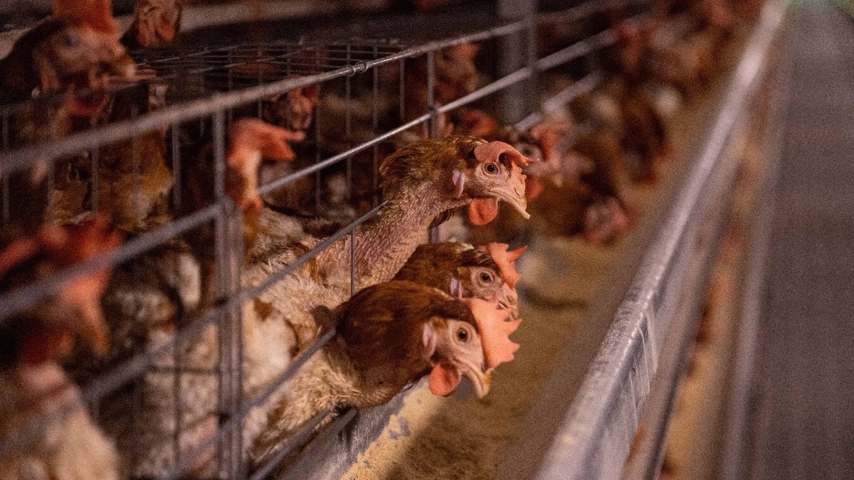 Panic after dead chickens dumped in Telangana reservoir amid bird flu ...