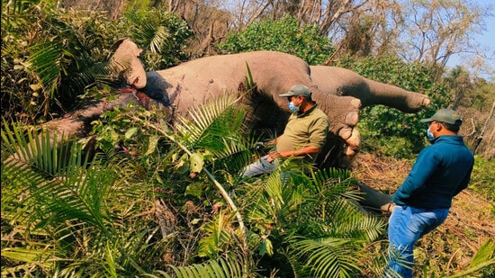 Elephant carcass found in Katarniaghat Wildlife Sanctuary