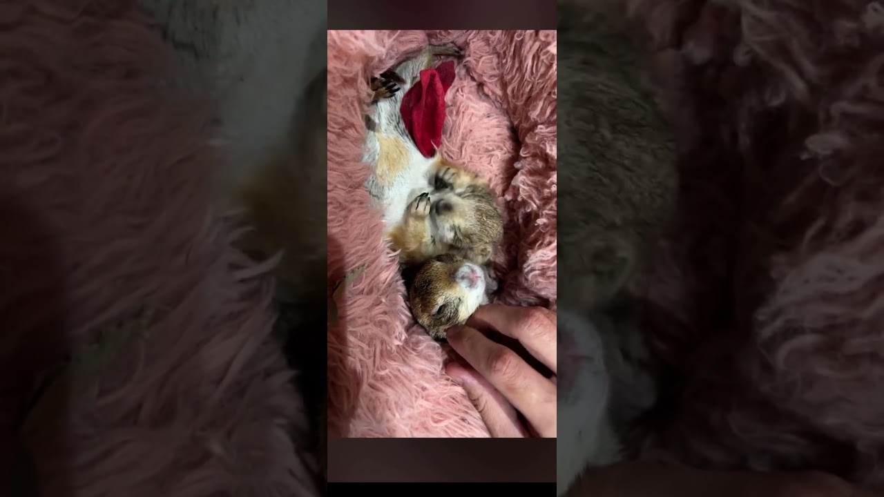 Poppy and Paxton Snuggle Time: Prairie Dog Bonding