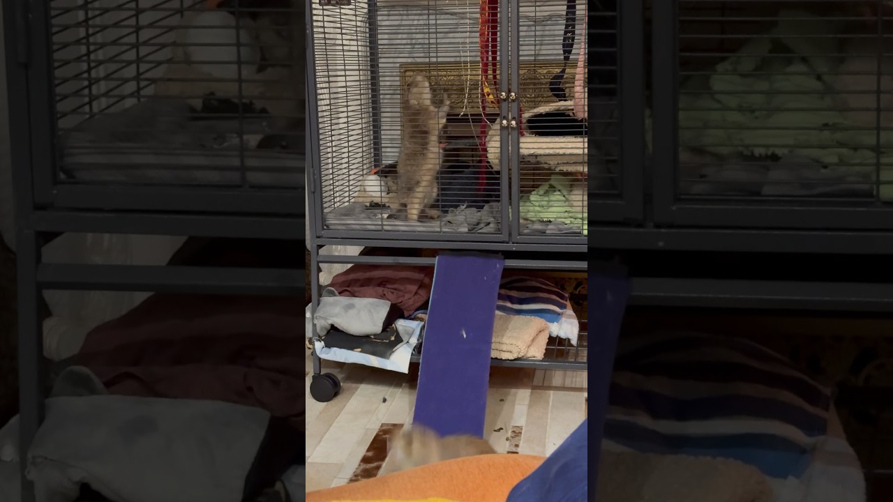 Little prairie dog Paxton experiences his first wahoo
