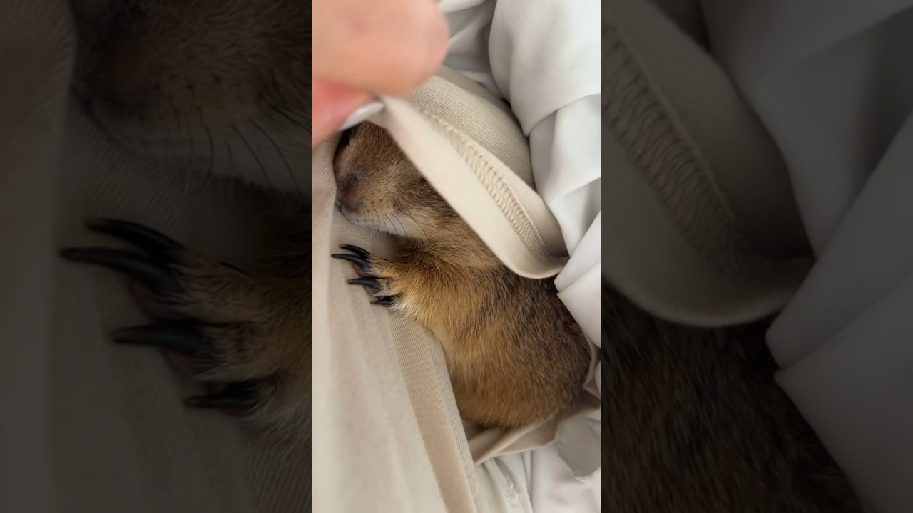 Poppy Decided to Sleep In Today: Prairie Dog Style