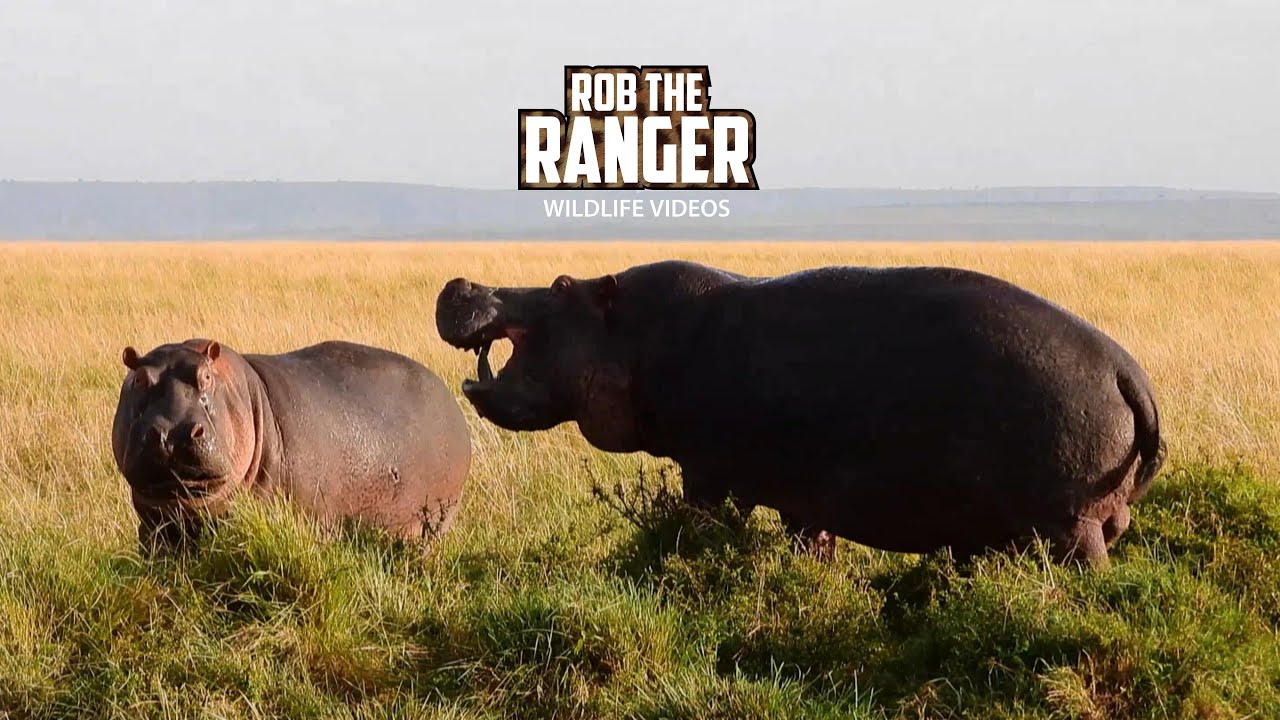 Witness this intense hippo face-off during a Maasai Mara safari