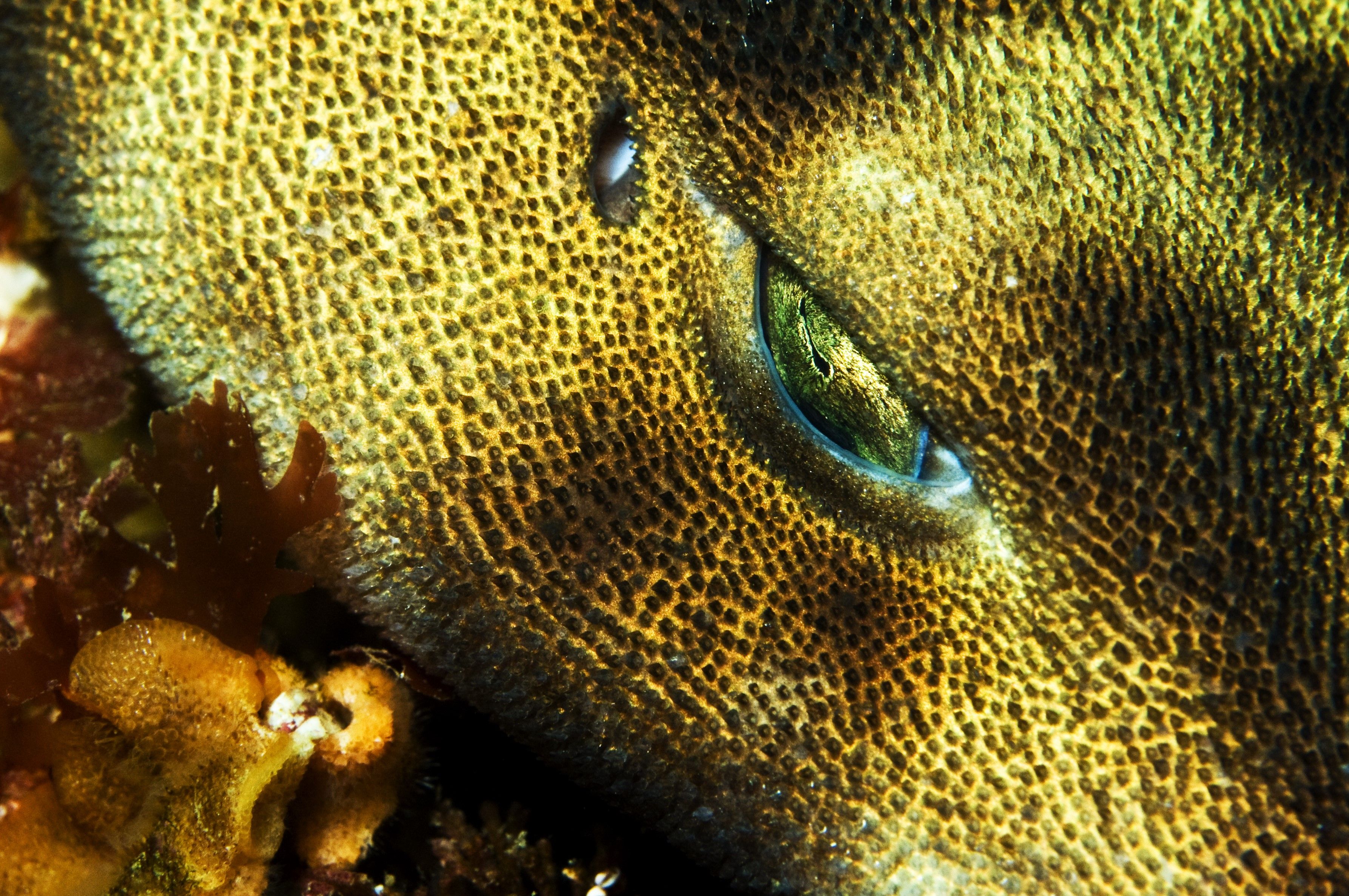 This Glow-In-The-Dark Shark Is Real, But That's Not The Only Trick Up ...