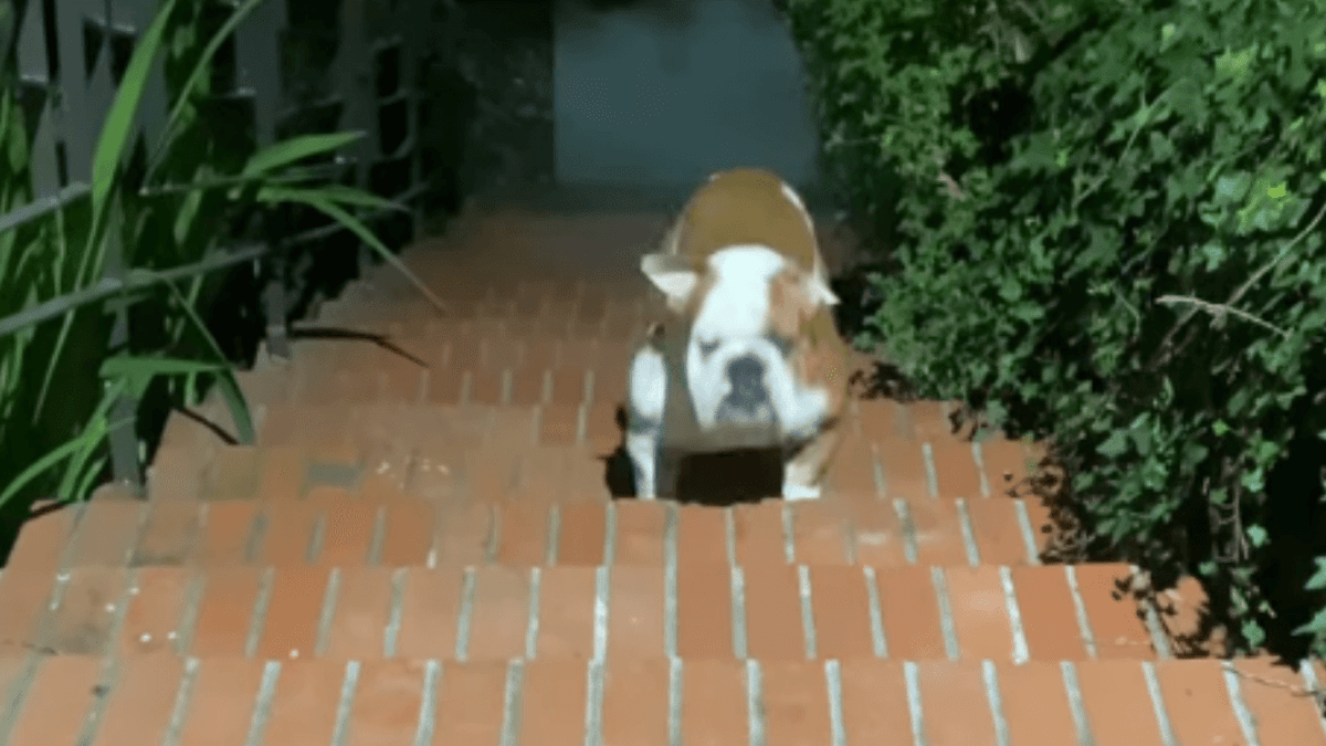 Bulldog’s hilarious stair-climbing technique has everyone crying with ...