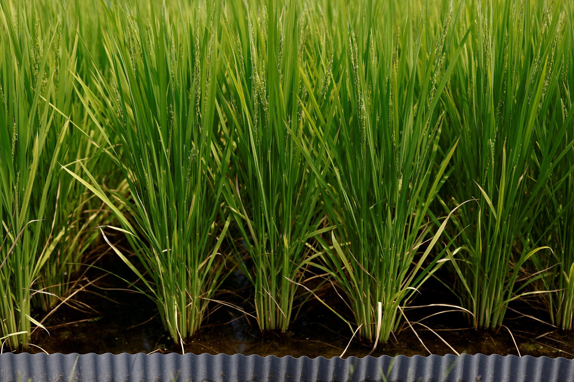 Southeast Asia’s rice crisis is a ticking time bomb