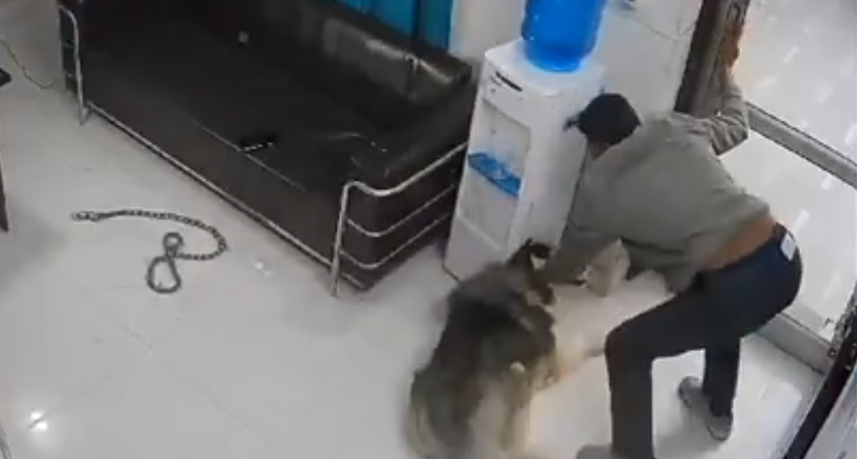 Husky allegedly turning aggressive with man in viral video sparks ...