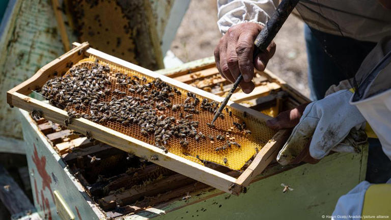 Turkey is making fake honey on an alarming scale