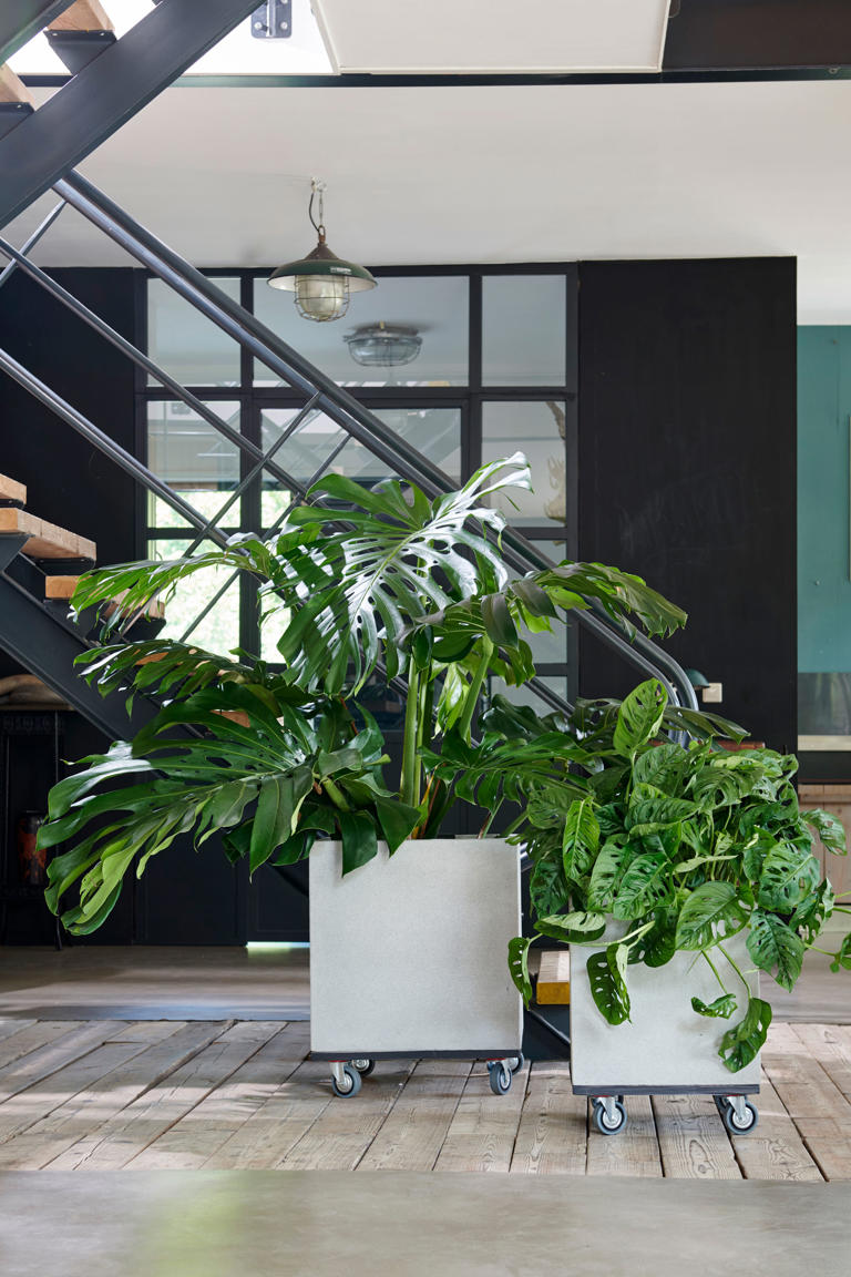 10 Ideas for Decorating With Monstera That Will Make These Tropical ...