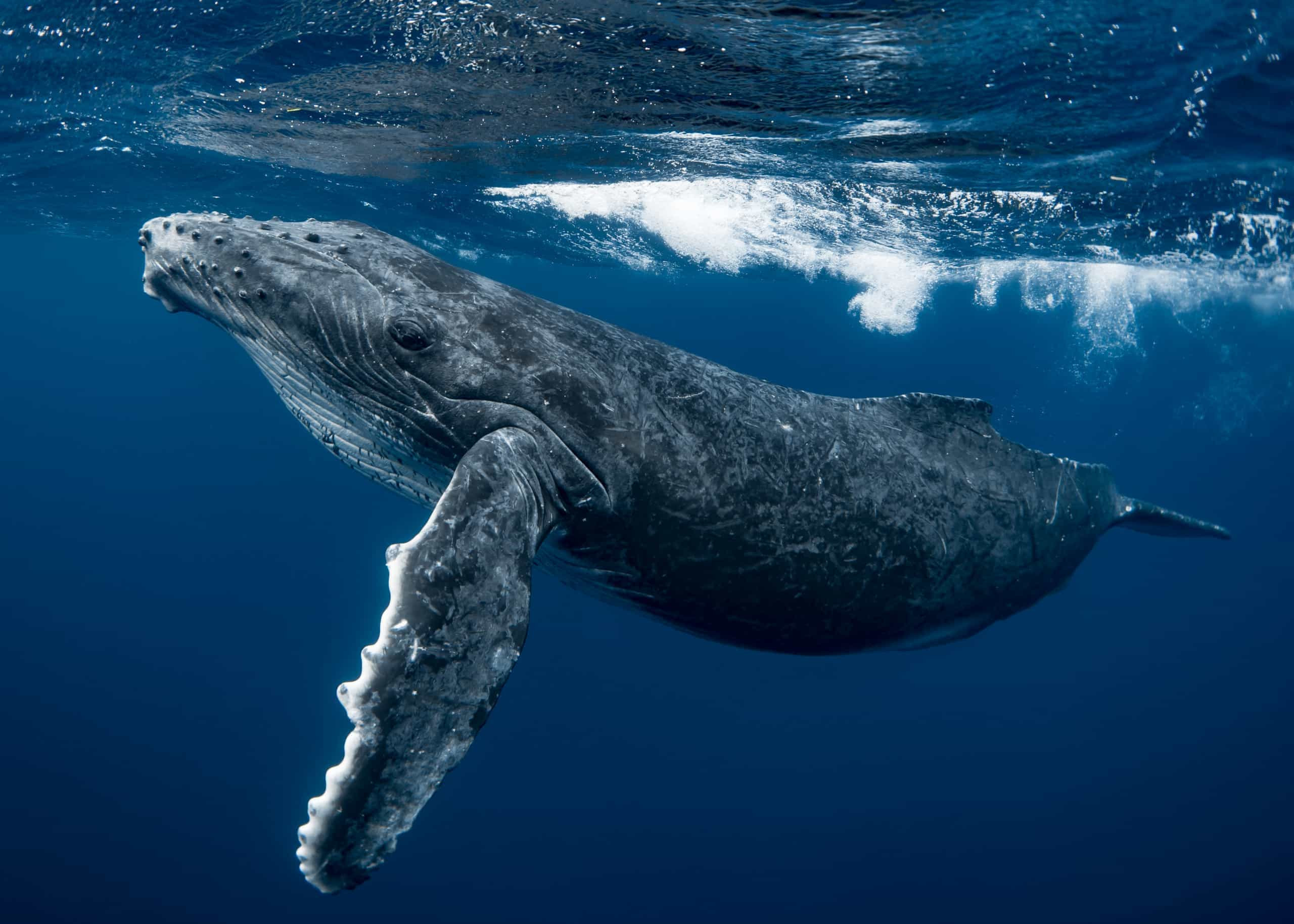 How whales help to combat climate change