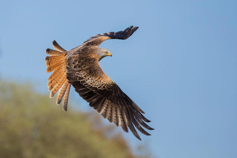 Explore the UK’s majestic aerial hunters: 8 breathtaking birds of prey ...