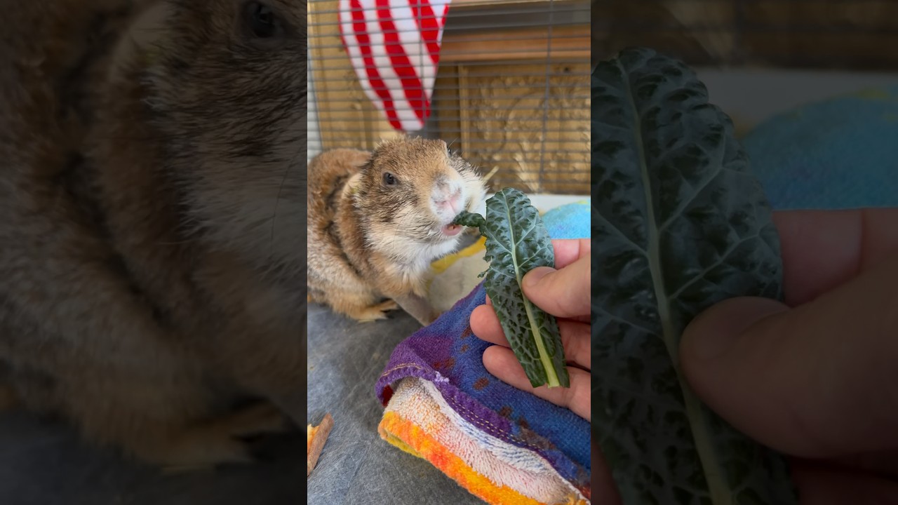 Paxton enjoys kale after finishing his antibiotics