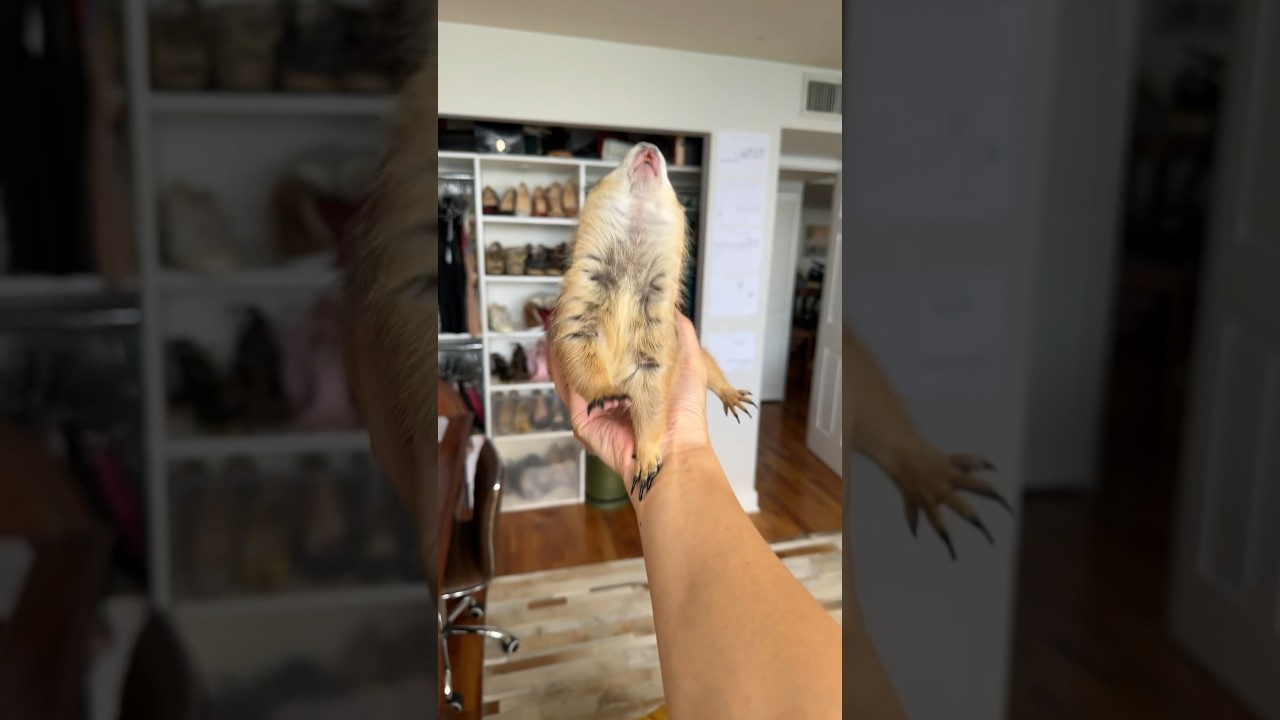 Prairie dog runs from playtime to nap time