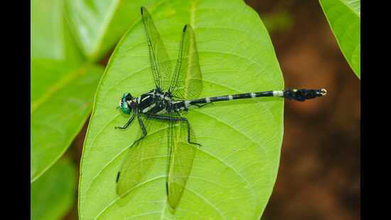 Researchers find two new species of dragonflies in Western Ghat Researchers find two new species of dragonflies in Western Ghat