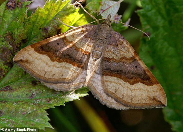 Closing curtains helps protect moths from 'freezing to death'