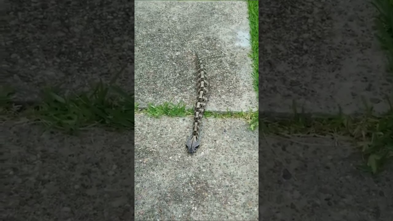Captivating Gaboon Viper Moves Like a Caterpillar