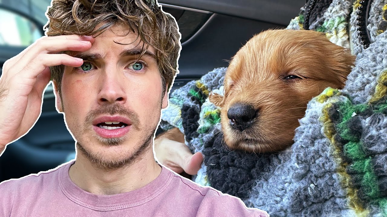 Golden retriever puppies face a sudden emergency