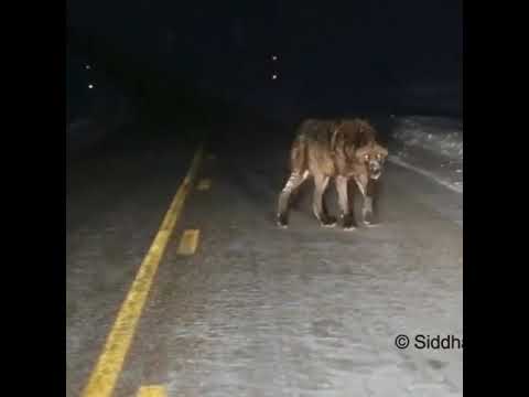 Amazing Gray Wolf Crosses Roads in Yellowstone National Park