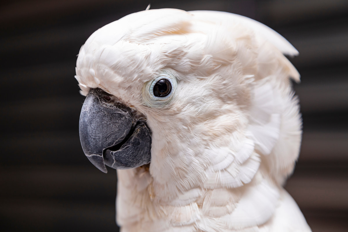 Cockatoo’s Heartwarming Care for Timid Blind Rescue Parrot Is the ...