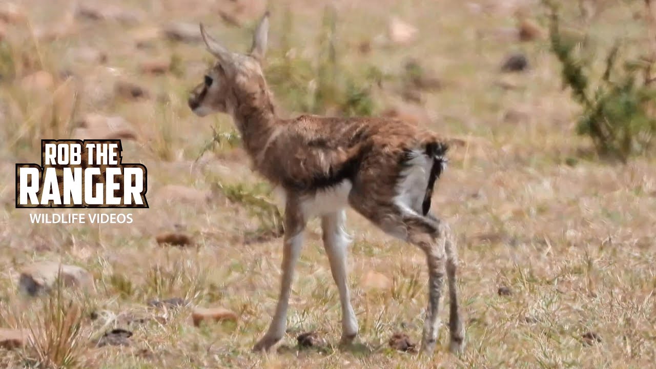 Newborn gazelle struggles to stand during intense Maasai Mara safari ...