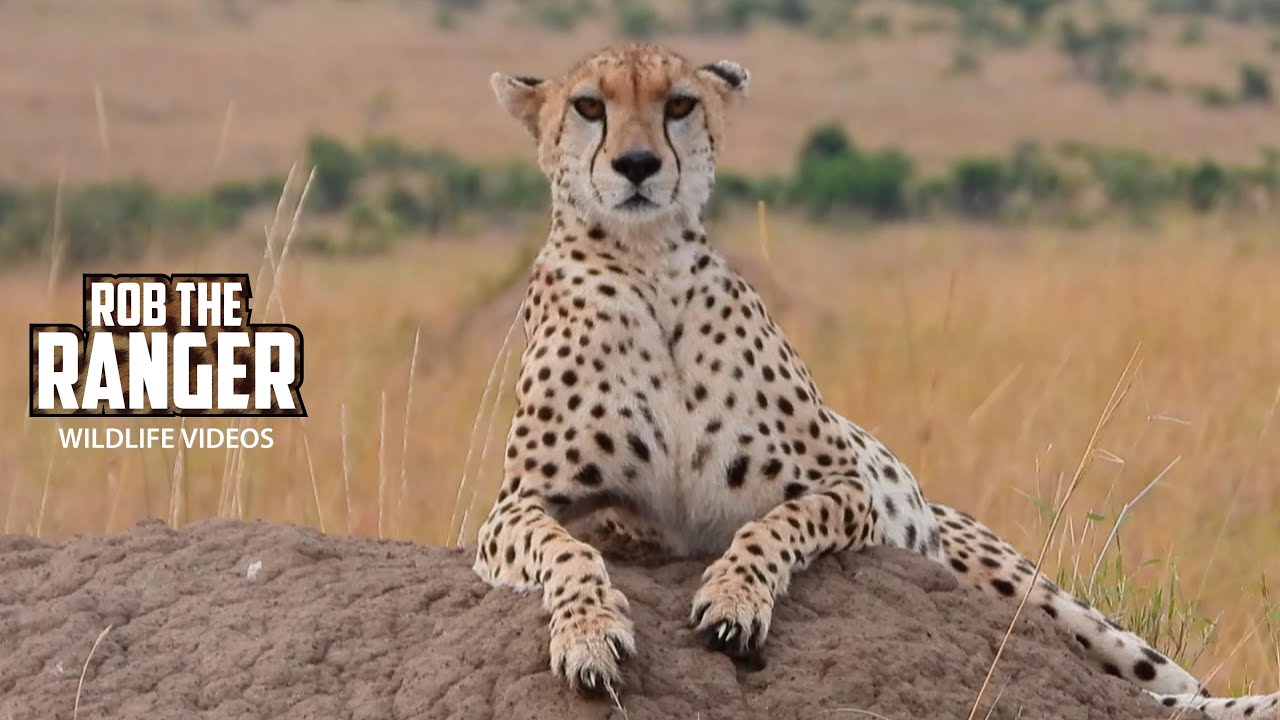 Watch female cheetah track nomadic male in high stakes Maasai Mara ...