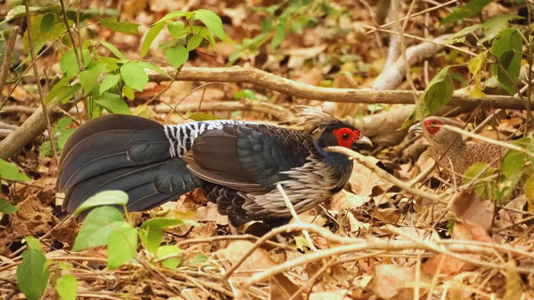 This national park in Bihar is a tiger reserve and a must visit for big ...