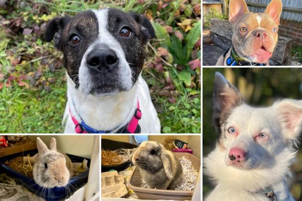 5 pets from RSPCA Brighton who are on the lookout for their forever homes